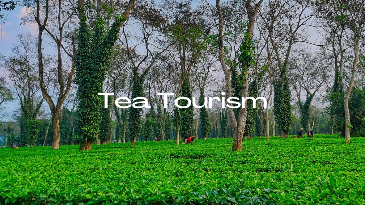 Tea Tourism - Destinatia Tours & Travels